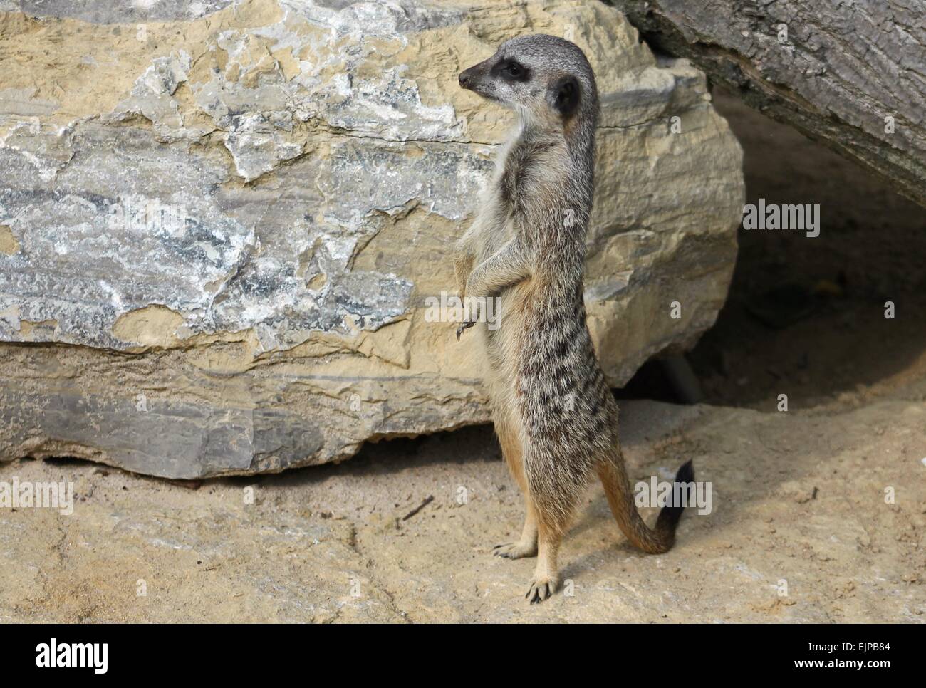 Meerkat Standing Up High Resolution Stock Photography and Images - Alamy