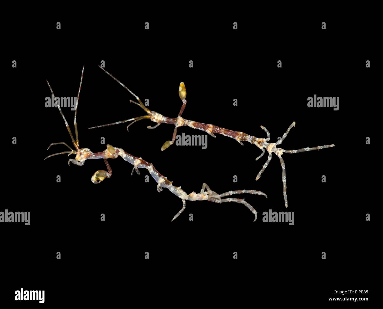 Caprella acanthifera hi-res stock photography and images - Alamy