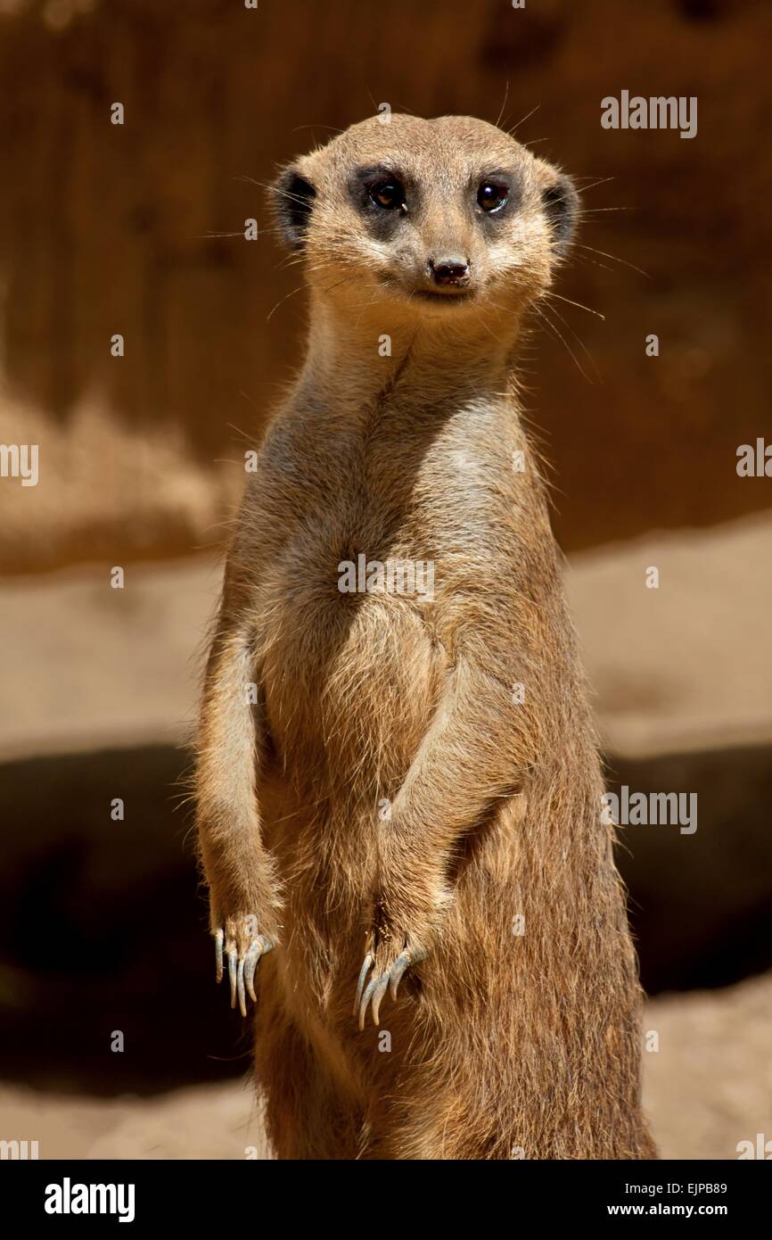 Meerkat Standing Up High Resolution Stock Photography and Images - Alamy