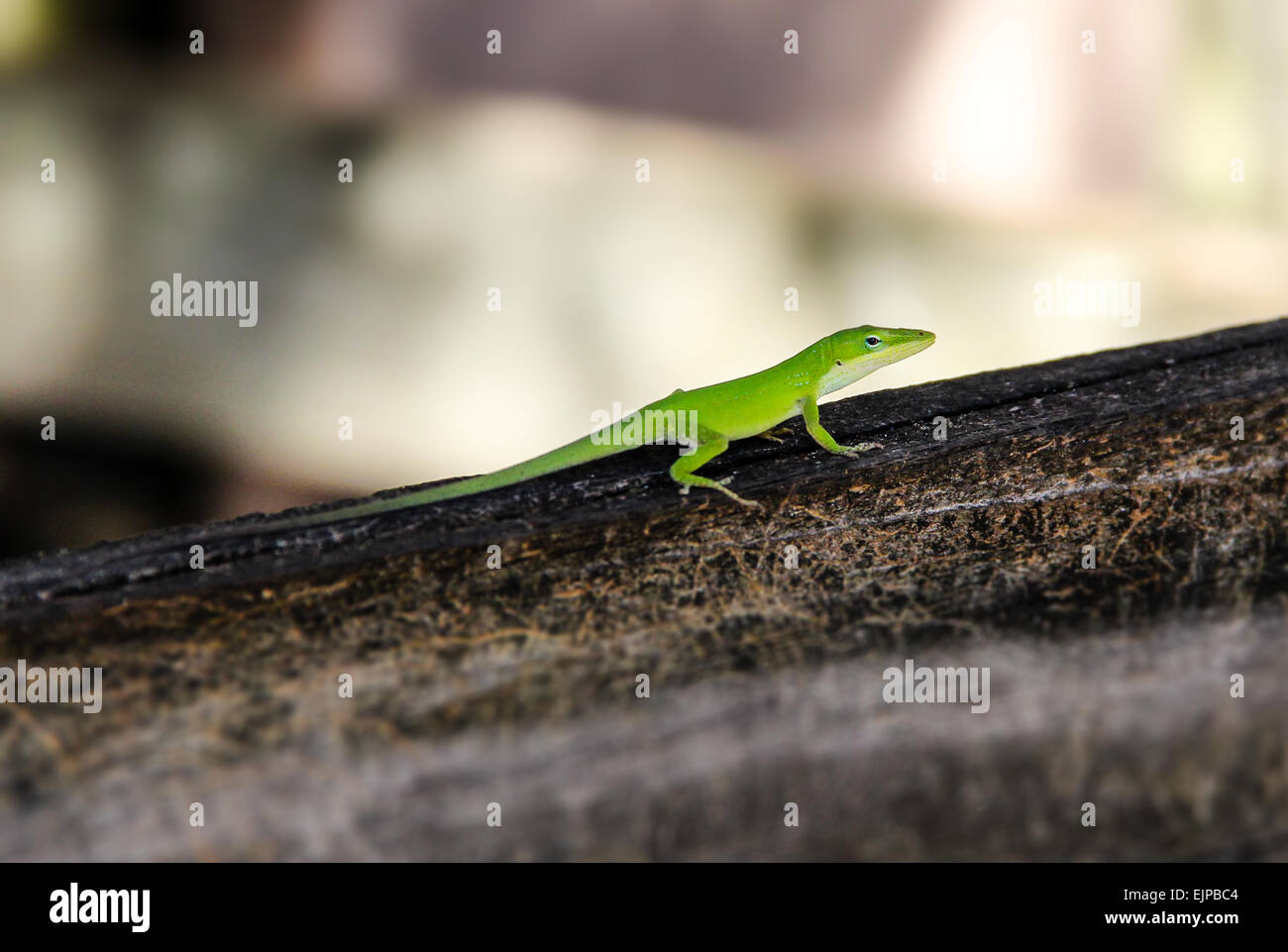Gecko Green Cameleon Lizard on Brown Wood Branch Chameleon Lizards ...