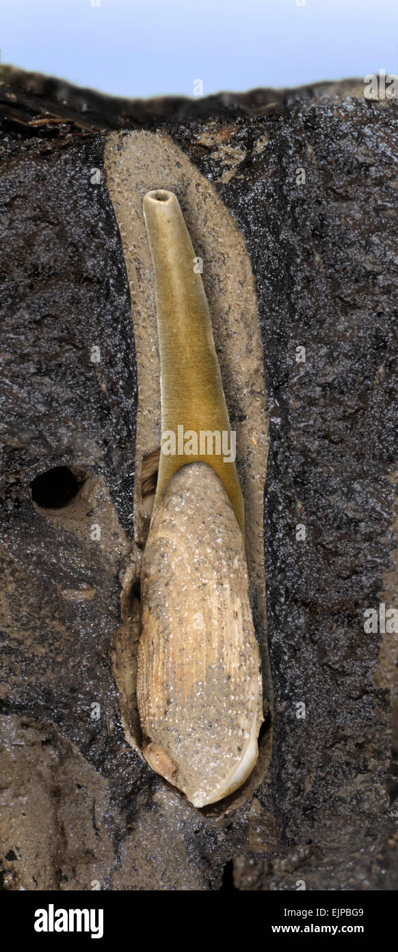 Barnea candida hi-res stock photography and images - Alamy