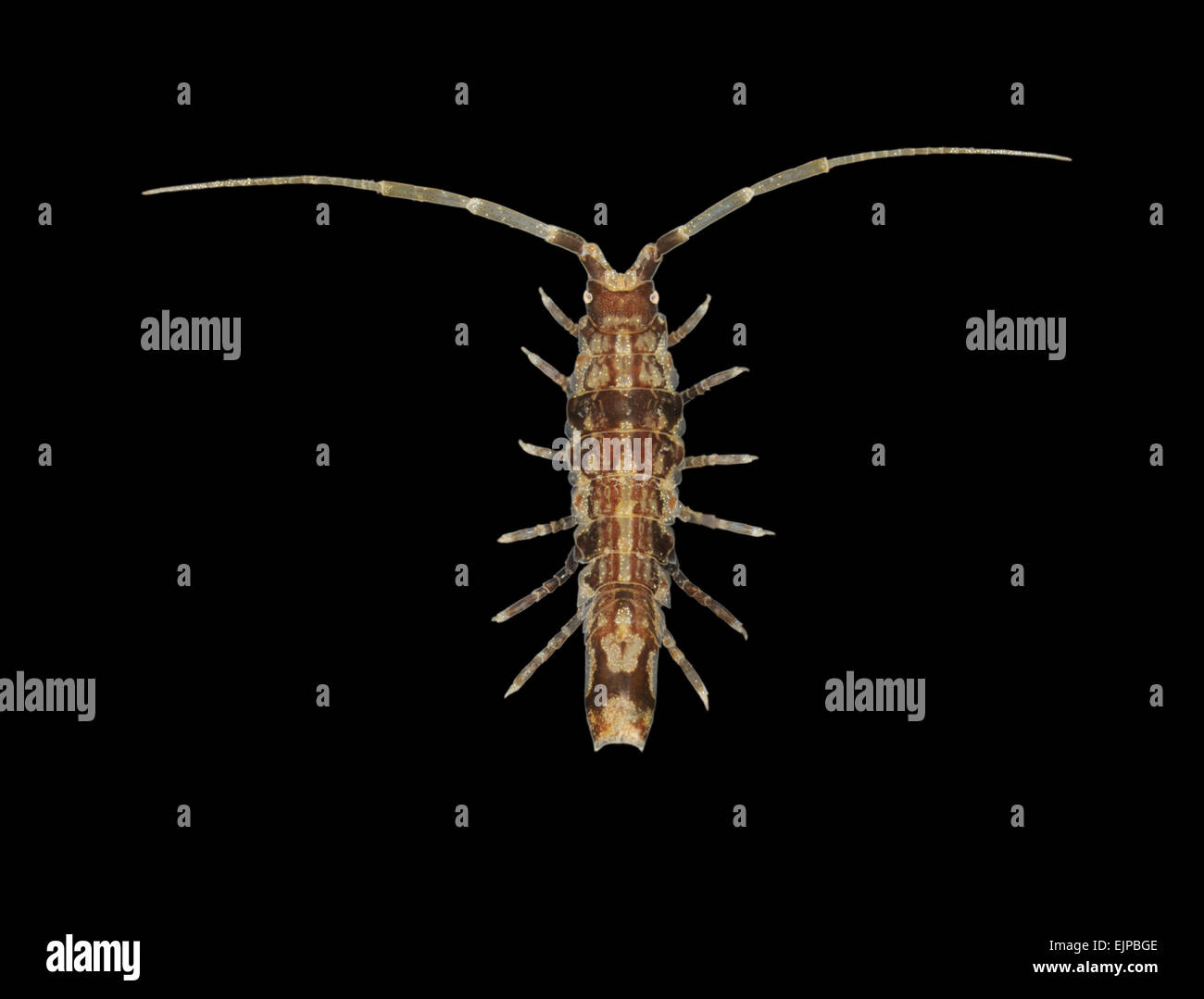 Marine isopod idotea emarginata hi-res stock photography and images - Alamy