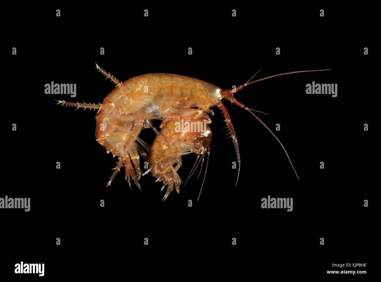 Gammarus locusta - mating pair Stock Photo - Alamy