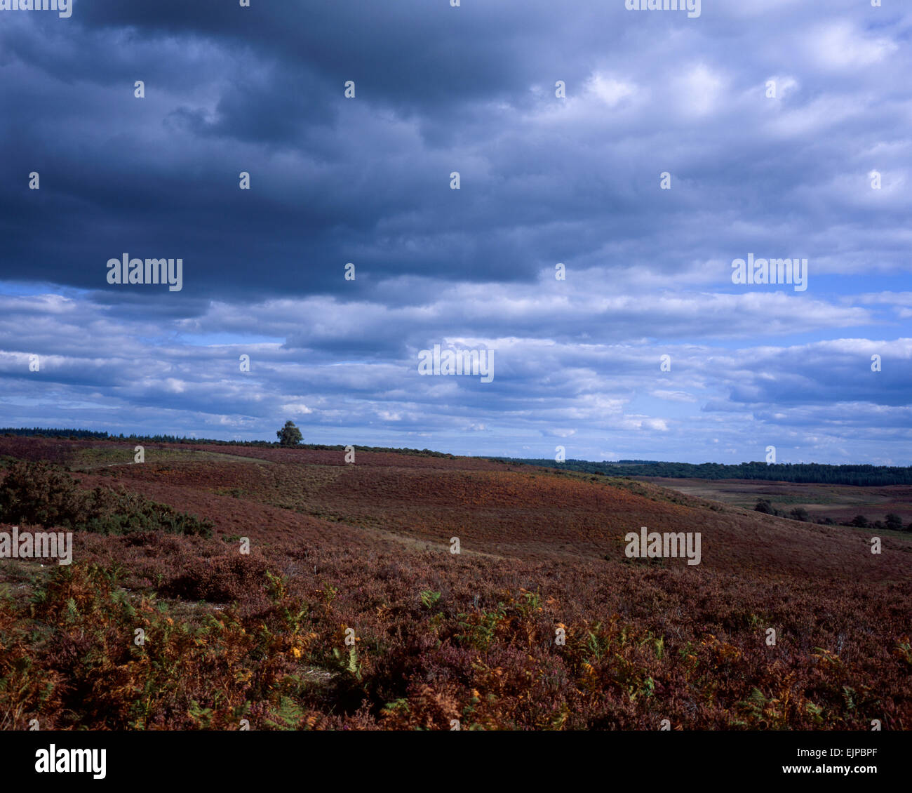 View across sandy heathland Hampton Ridge between Fritham and Frogham ...