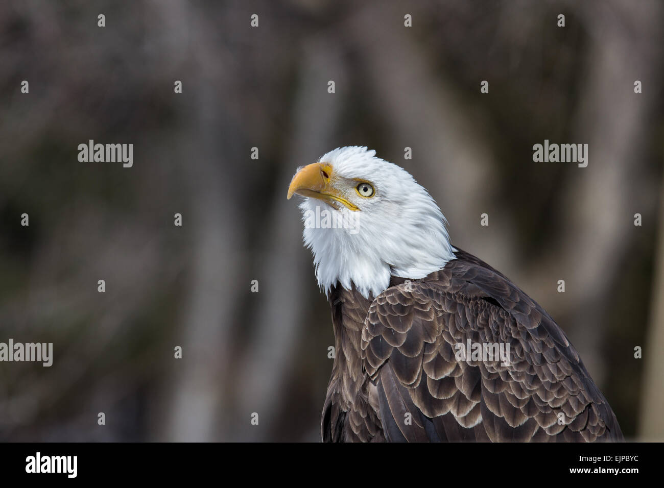 Bald eagle profile looking up Stock Photo - Alamy