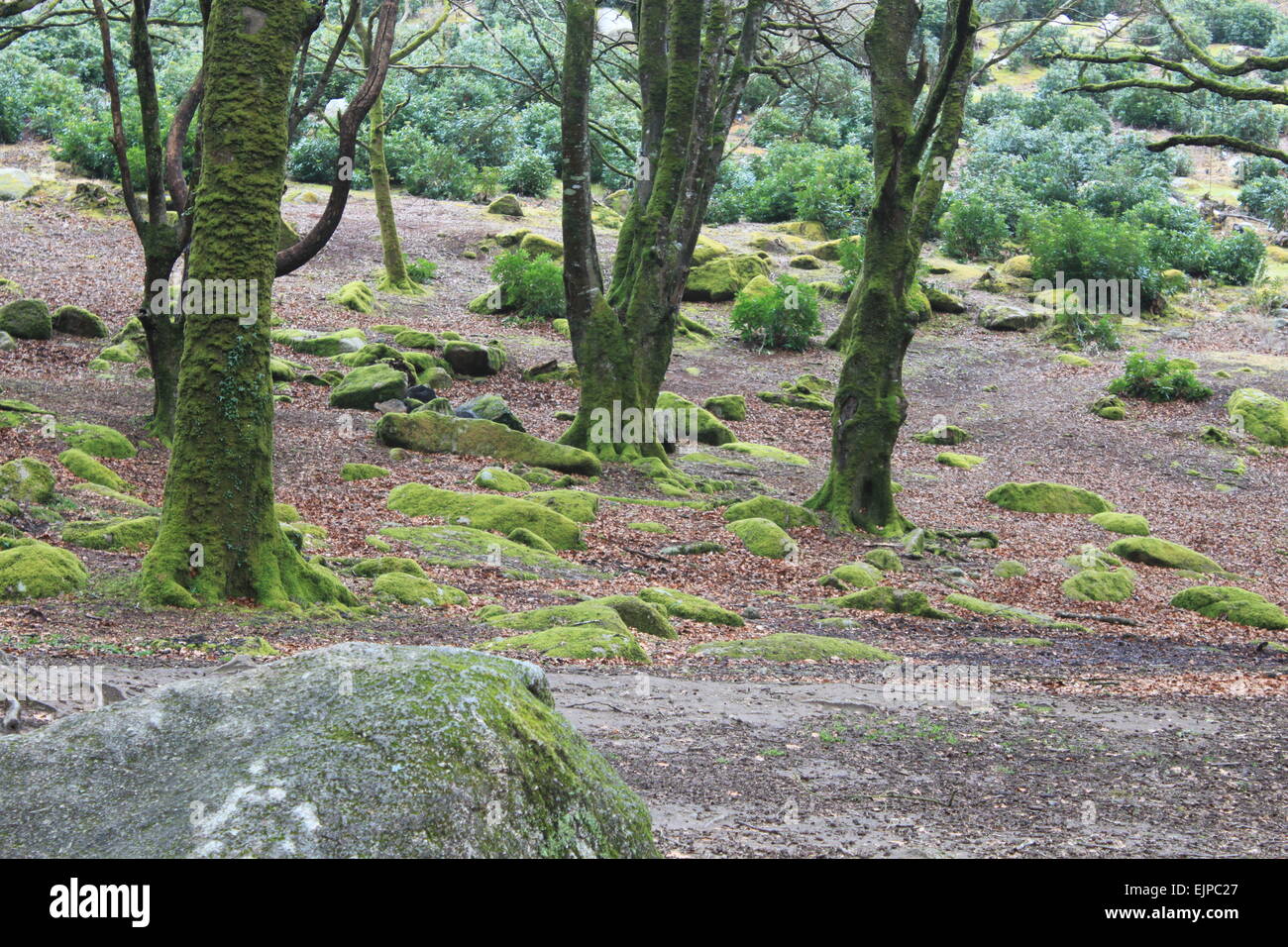 moss covered trees and stones in trevalor woods penzance cornwall Stock ...