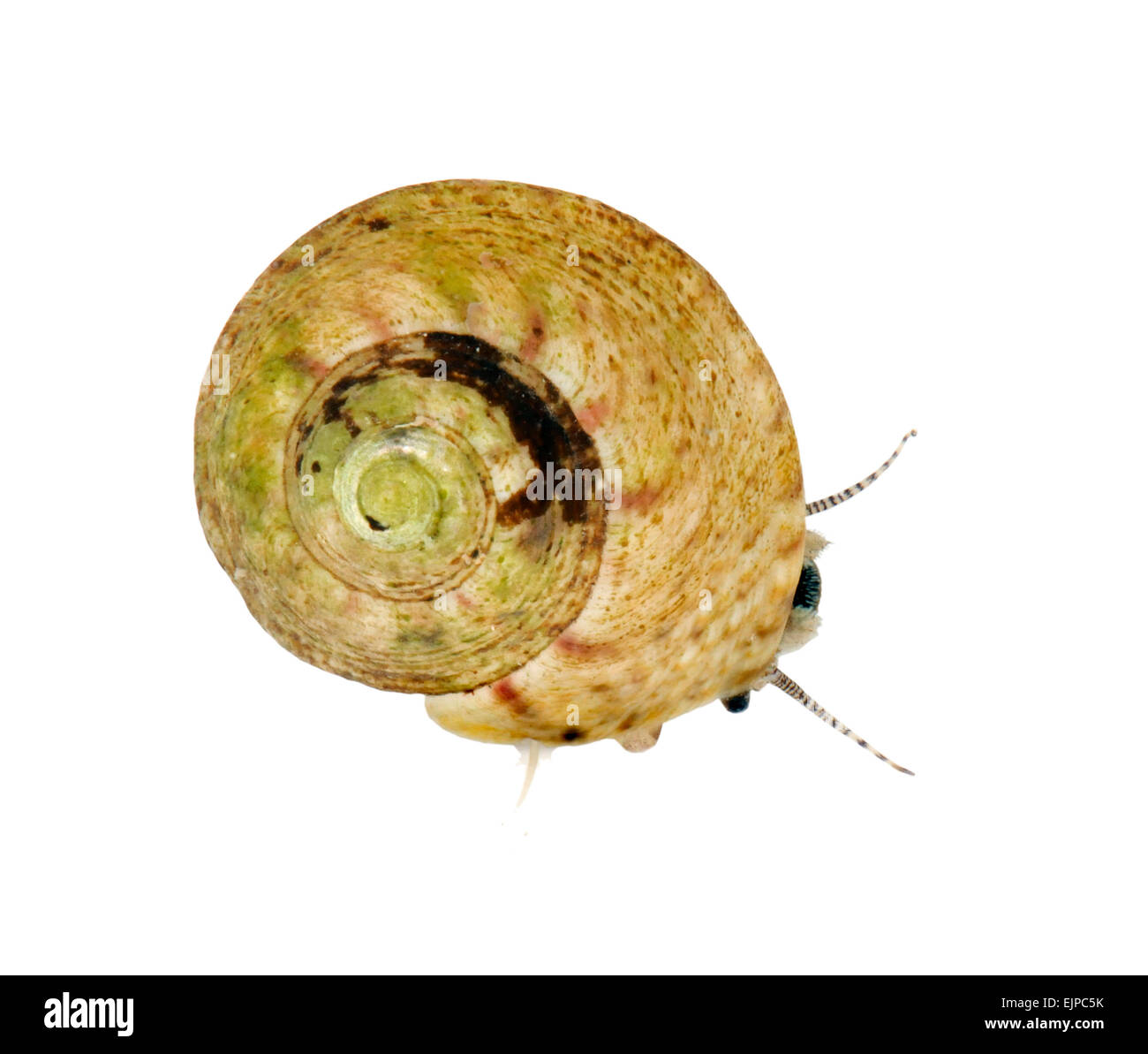 Turban shells hi-res stock photography and images - Alamy