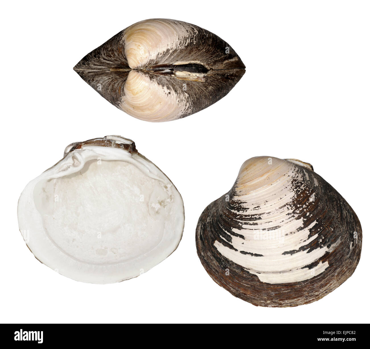 Cyprine hi-res stock photography and images - Alamy