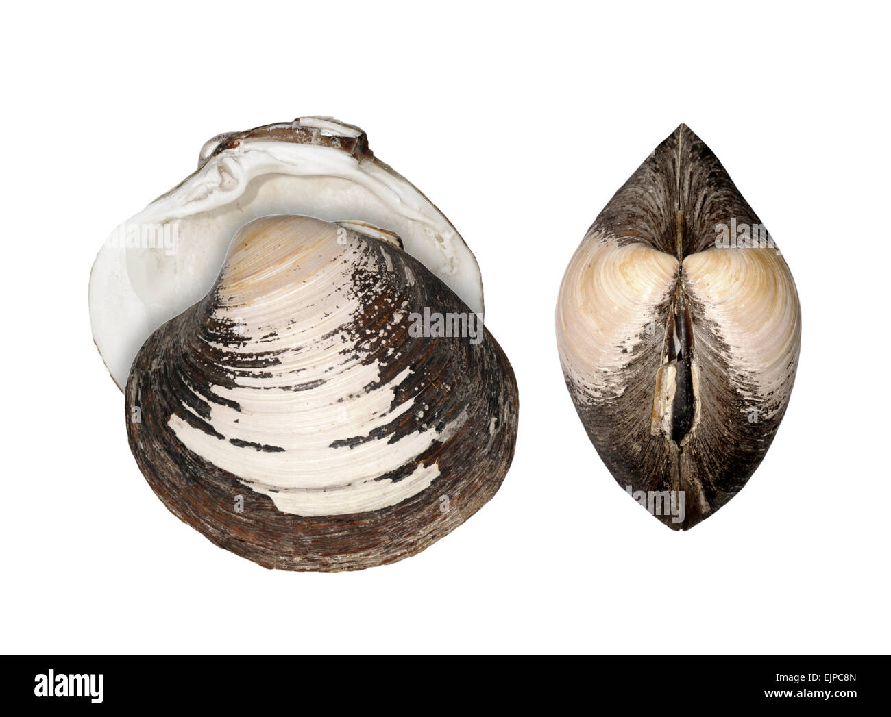 Cyprine hi-res stock photography and images - Alamy