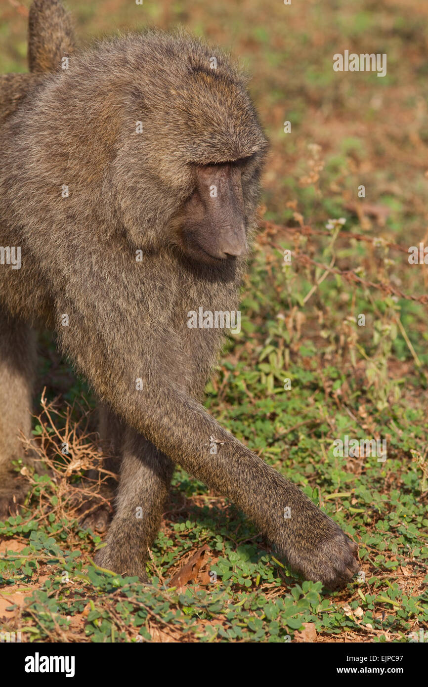 Papio anubis hand hi-res stock photography and images - Alamy