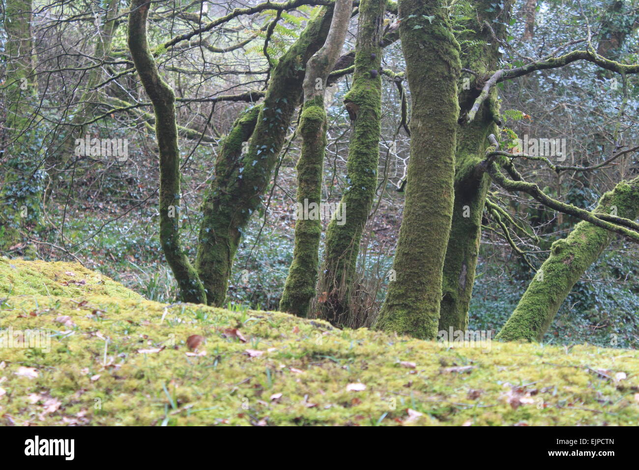 moss covered trees and stones in trevalor woods penzance cornwall Stock ...