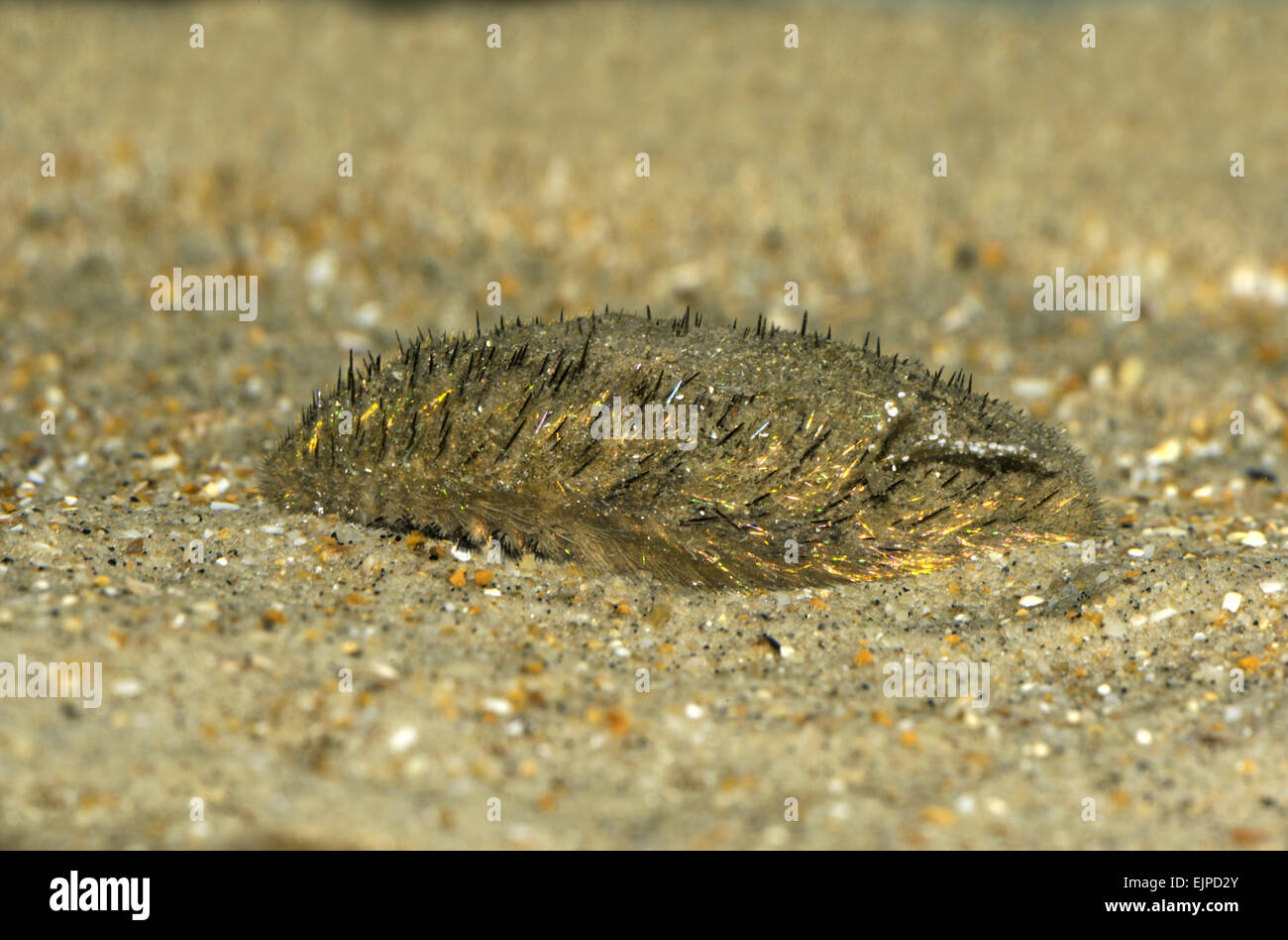 Aphrodita hi-res stock photography and images - Alamy