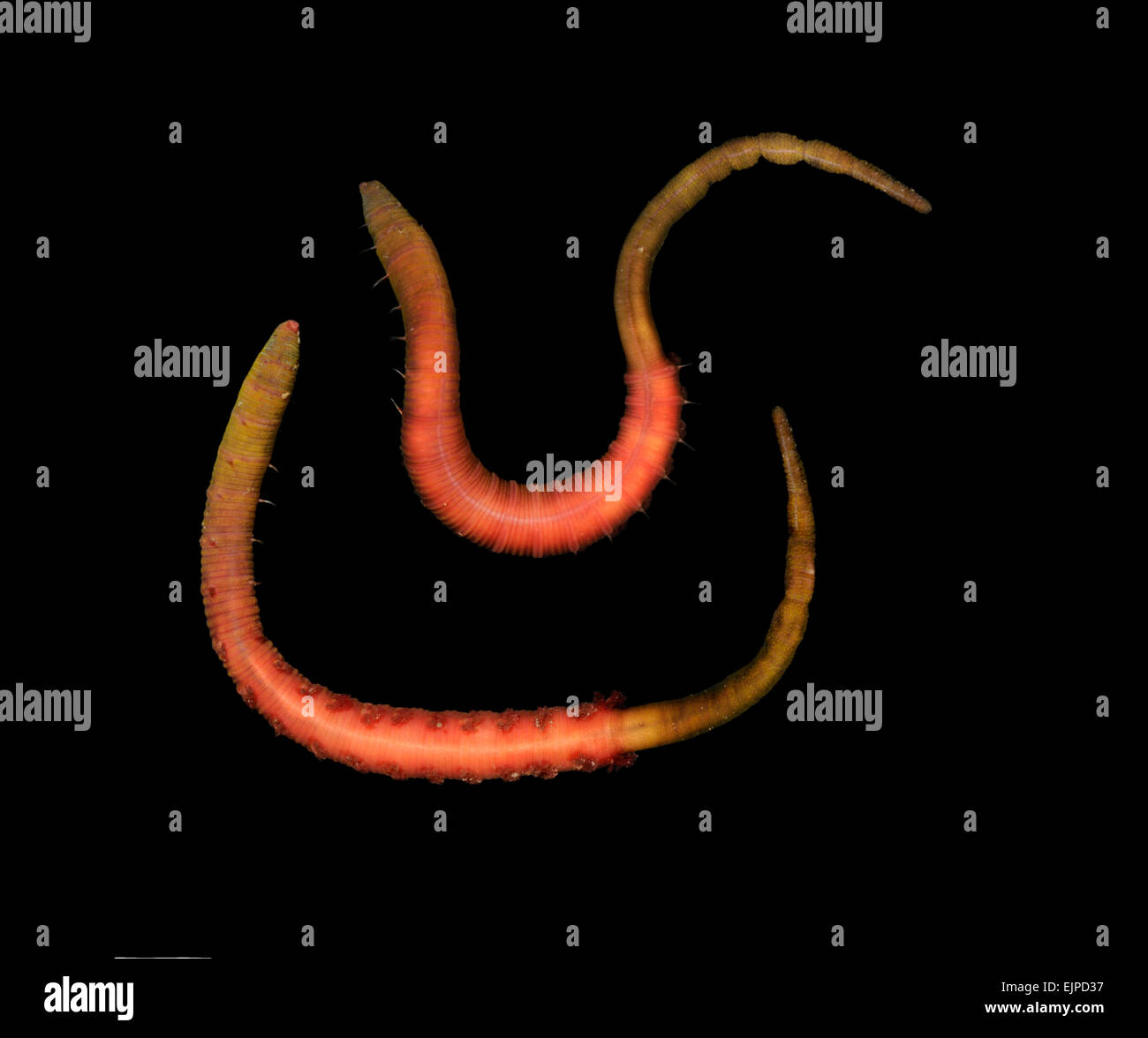 Lugworm hi-res stock photography and images - Alamy