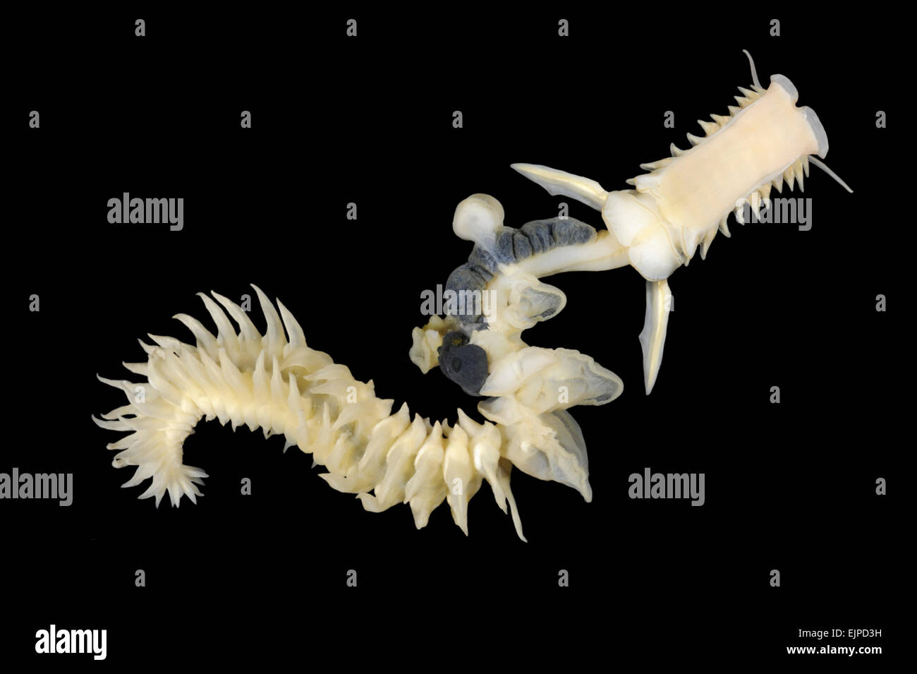 Chaetopterus Specimen