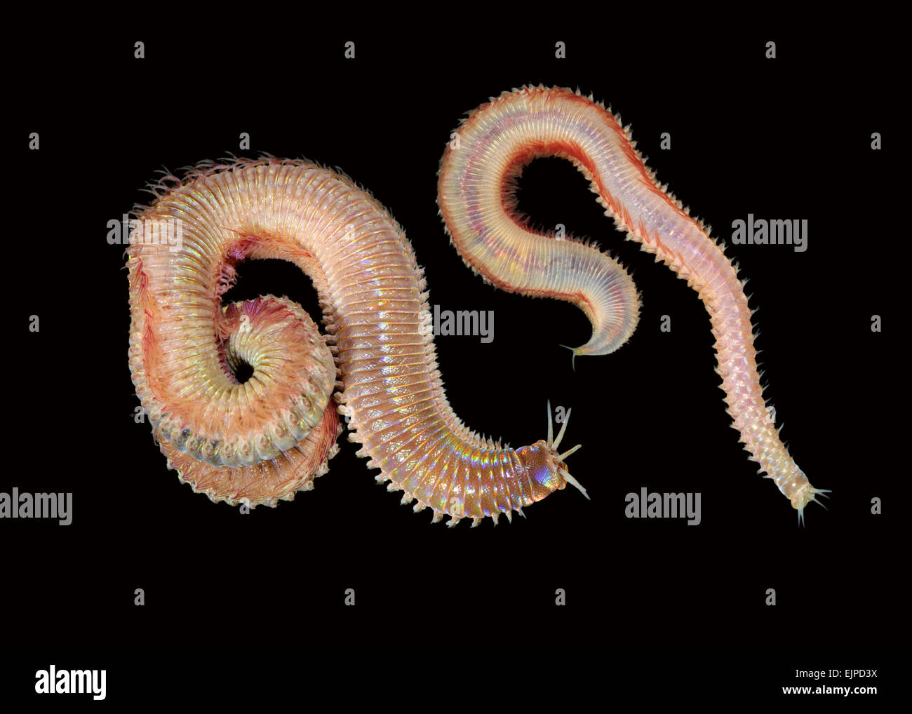 Marphysa sanguinea hi-res stock photography and images - Alamy