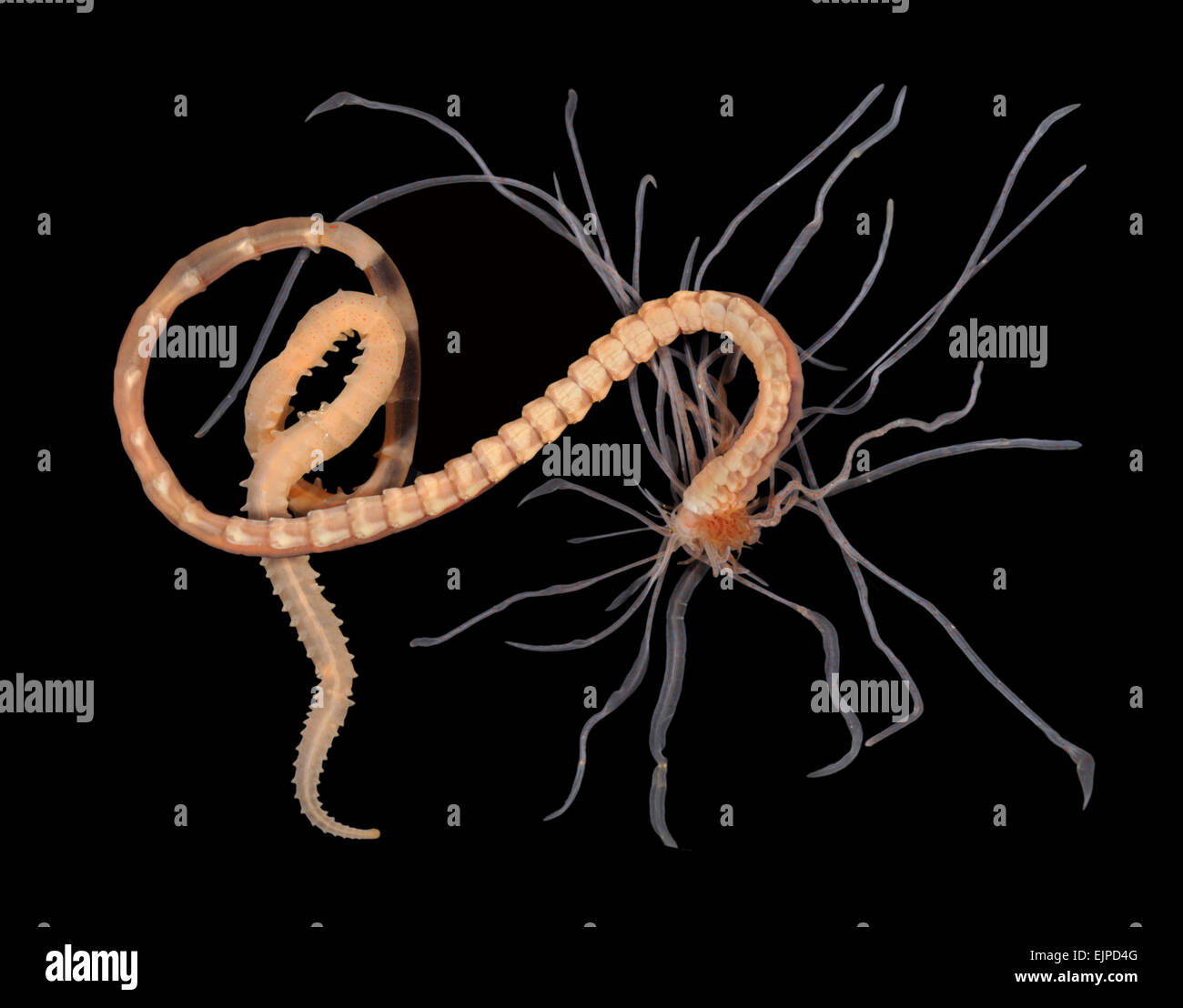 Thelepus hi-res stock photography and images - Alamy