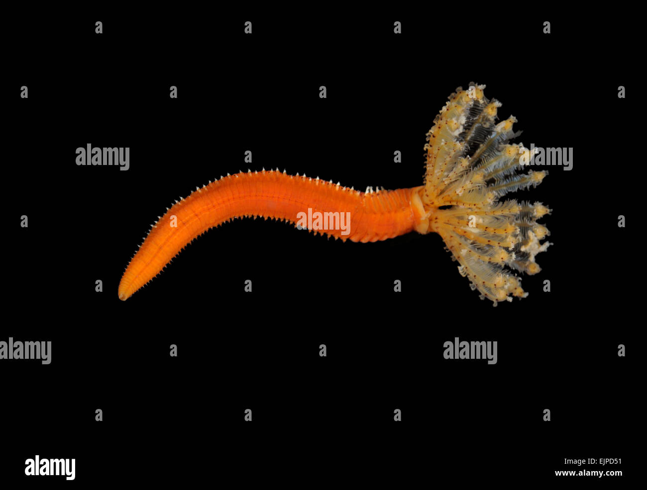 Branchiomma hi-res stock photography and images - Alamy