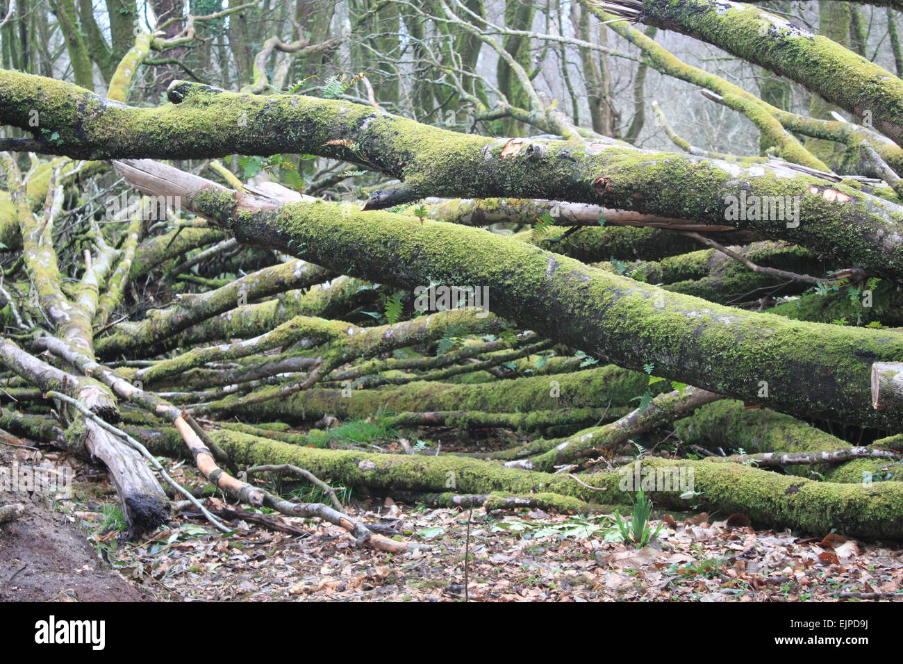 fallen moss covered trees in trevaylor woods cornwall Stock Photo - Alamy