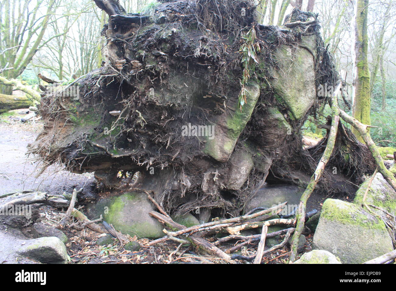 upended tree roots Stock Photo - Alamy