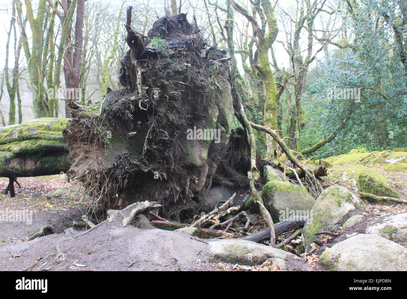 upended tree roots Stock Photo - Alamy