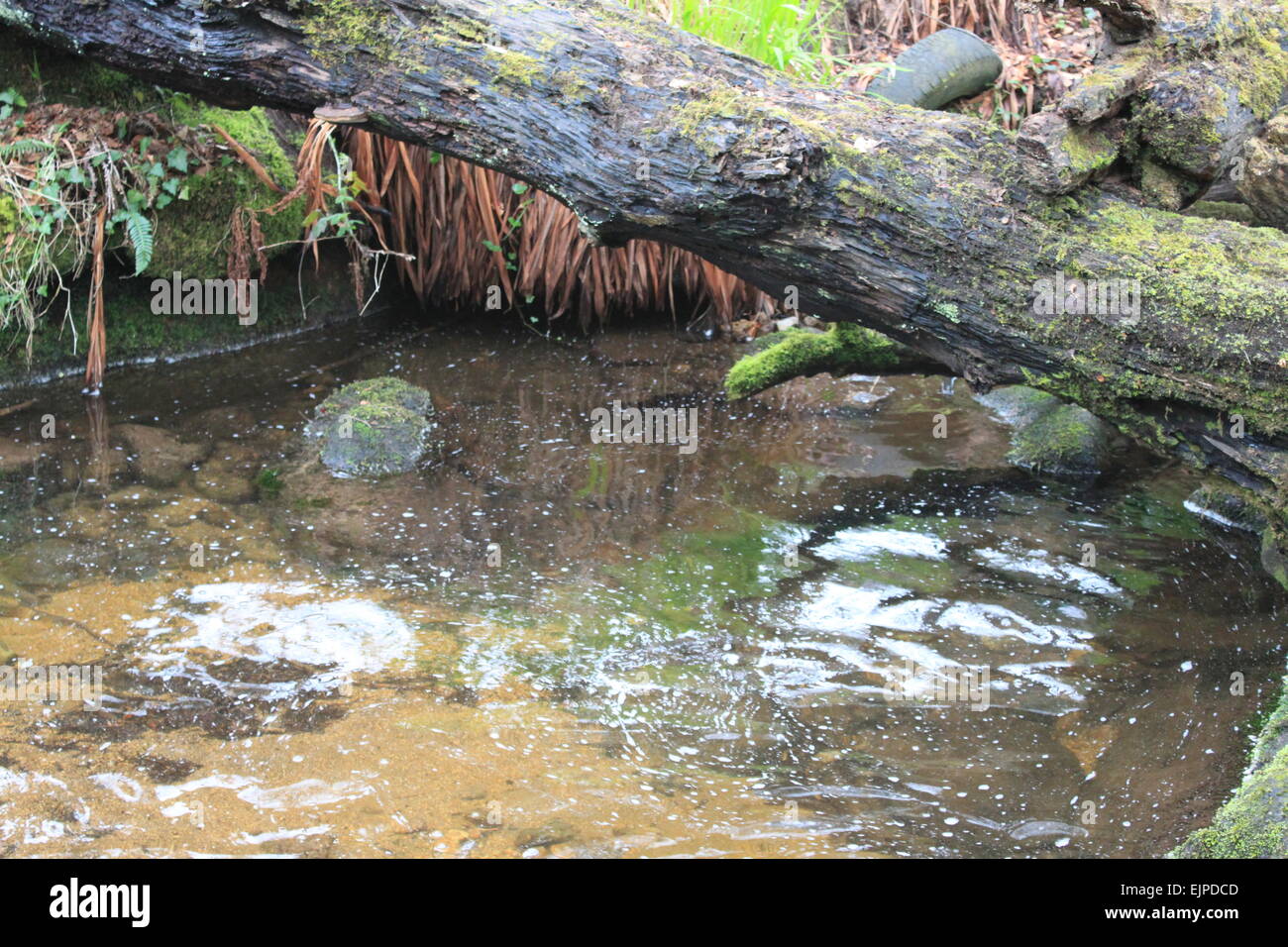 moss covered fallen tree in trevaylor woods cornwall and pool Stock ...