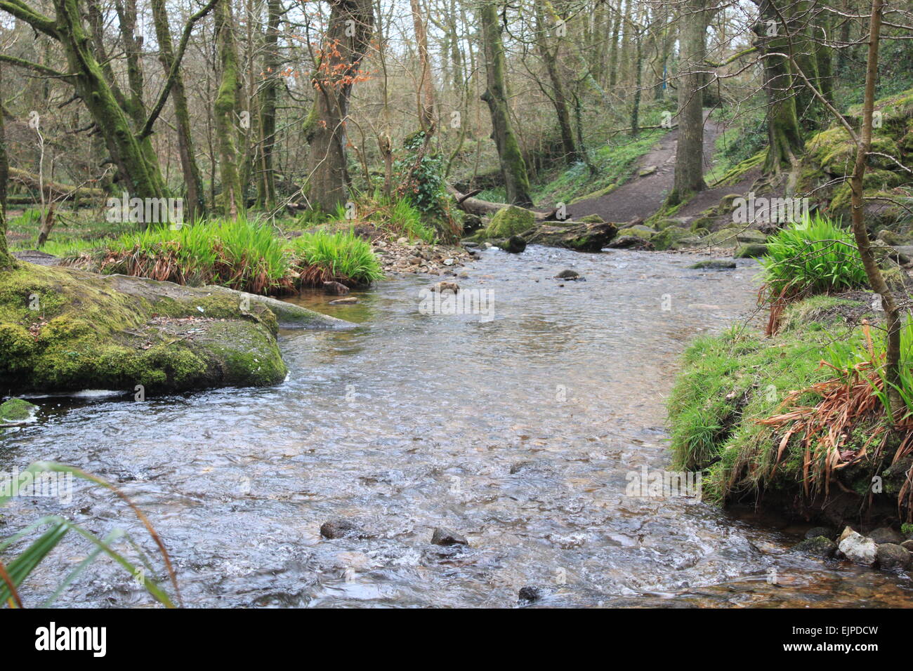 stream in trevaylor woodds cornwall Stock Photo - Alamy
