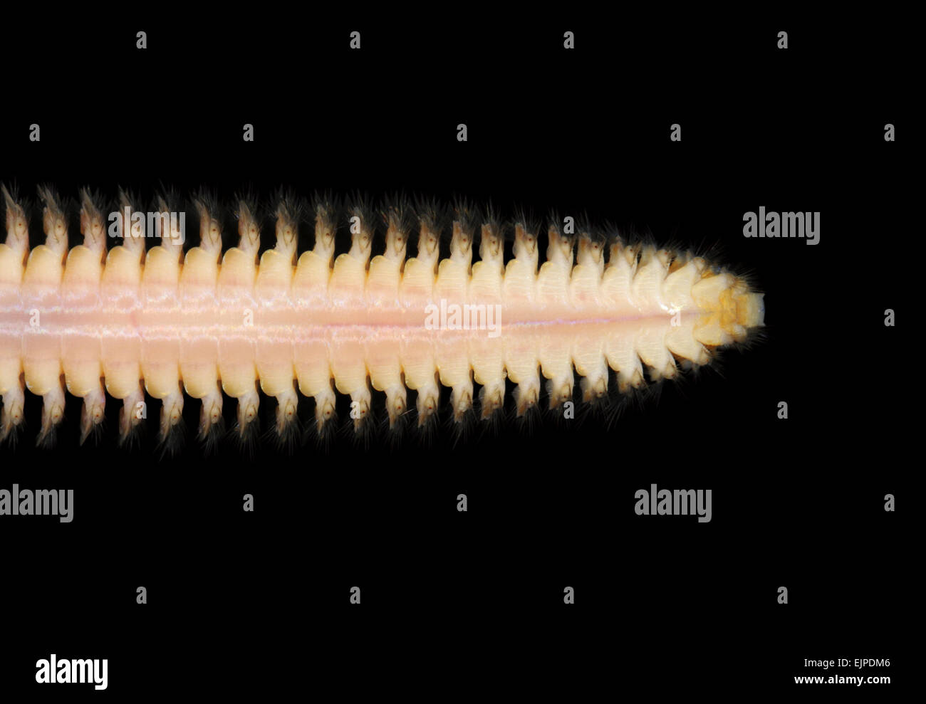 Nephtys caeca hi-res stock photography and images - Alamy