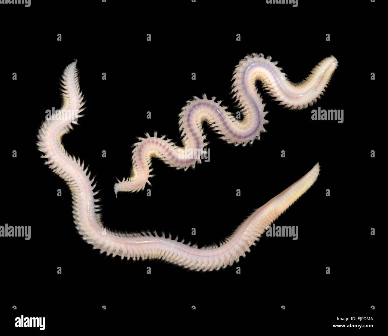 Nephtys hi-res stock photography and images - Alamy