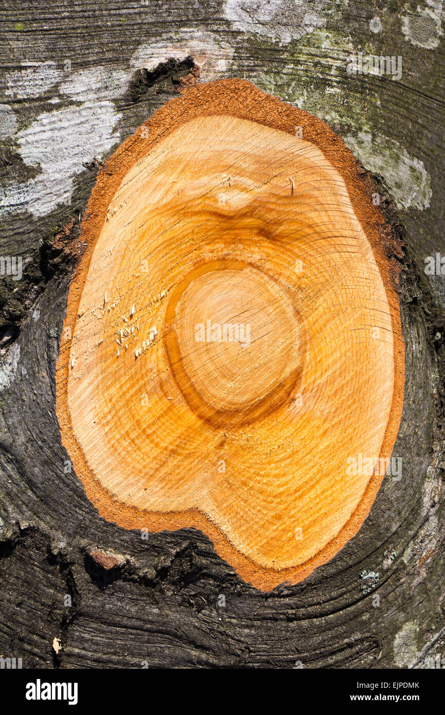 Firewood cross section hi-res stock photography and images - Alamy