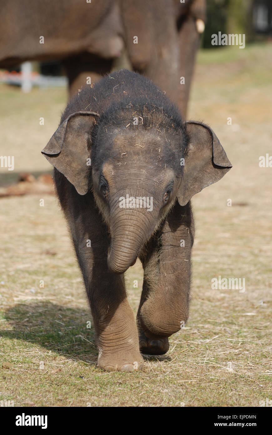 Asian elephant elephas maximus hi-res stock photography and images - Alamy