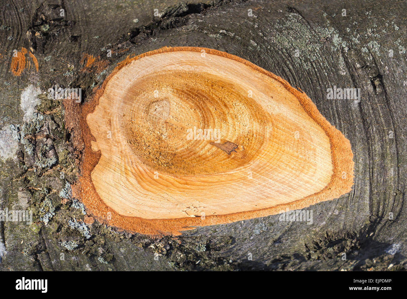 Cross section branch trunk beech as a wooden background Stock Photo - Alamy