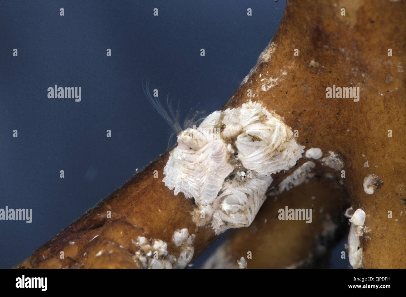 Wart Barnacle - Verruca stroemia Stock Photo - Alamy