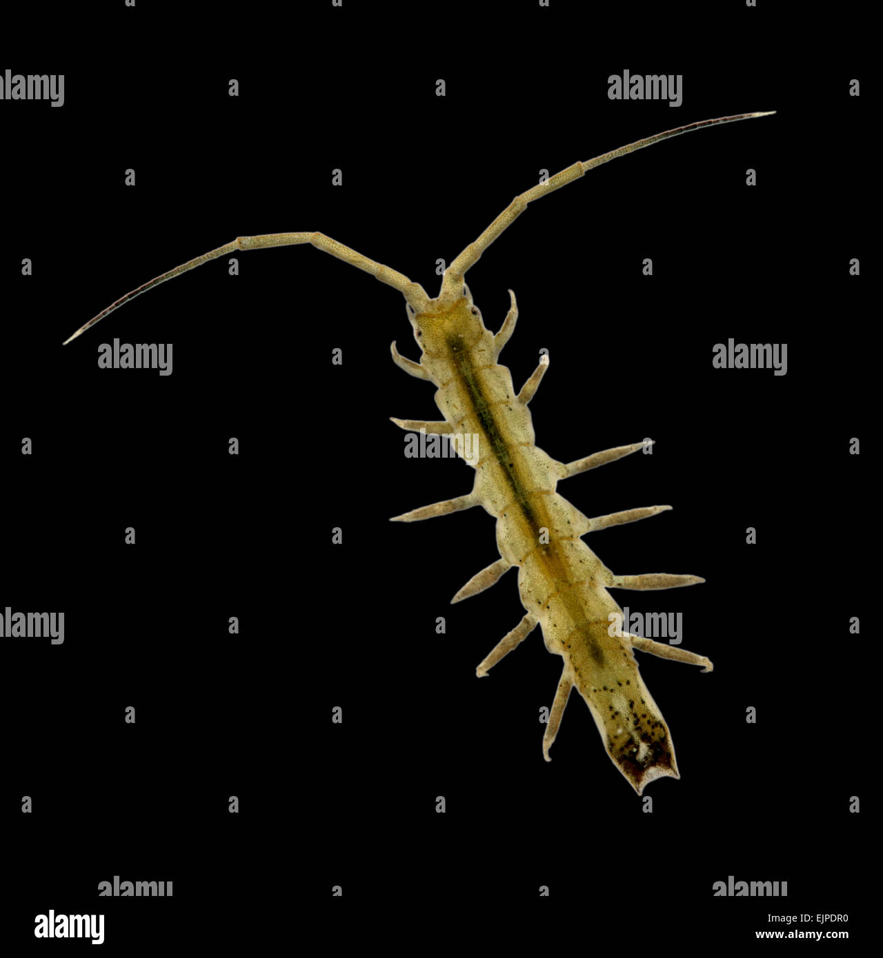 Idotea linearis hi-res stock photography and images - Alamy