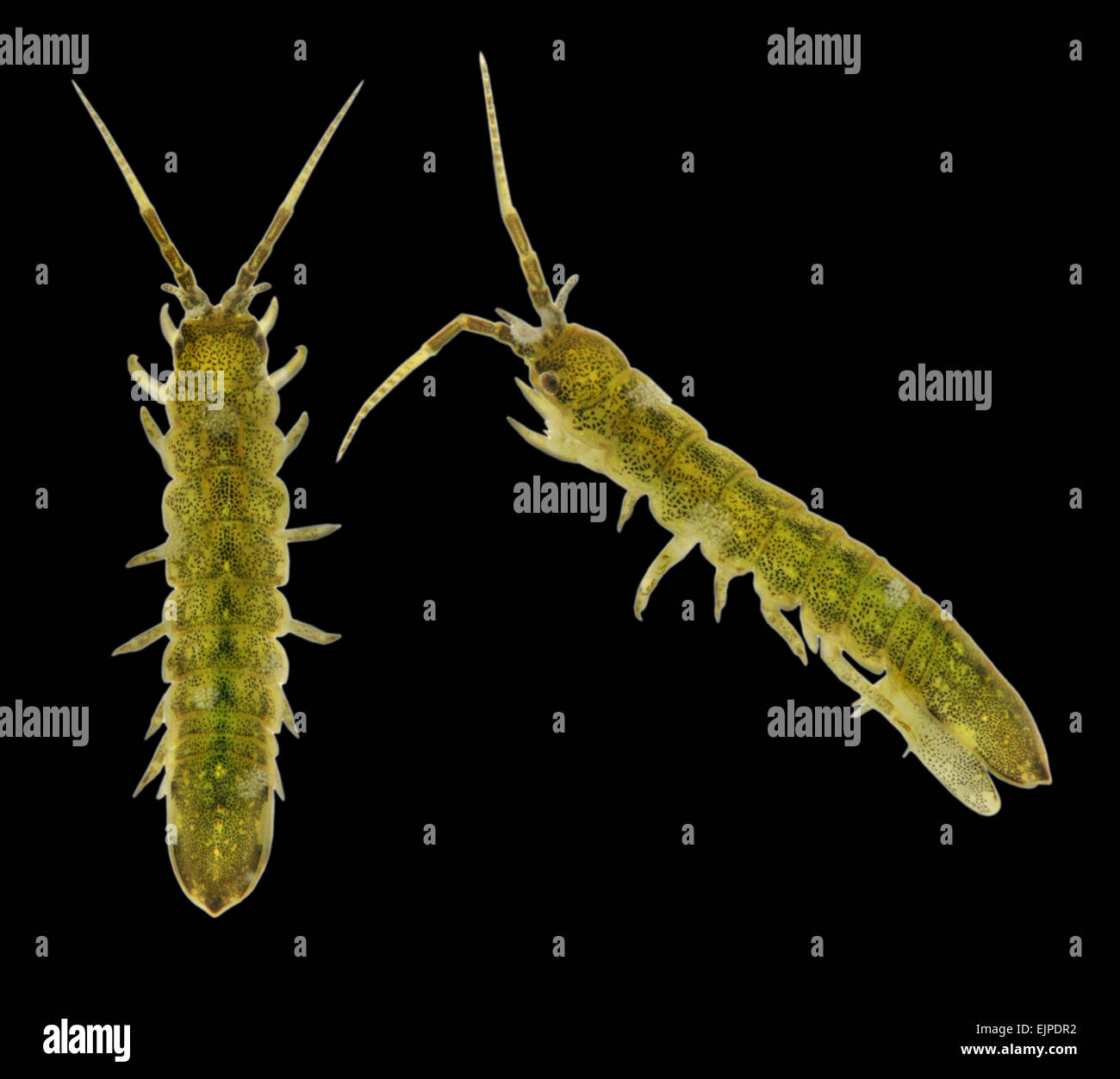 Idotea hi-res stock photography and images - Alamy