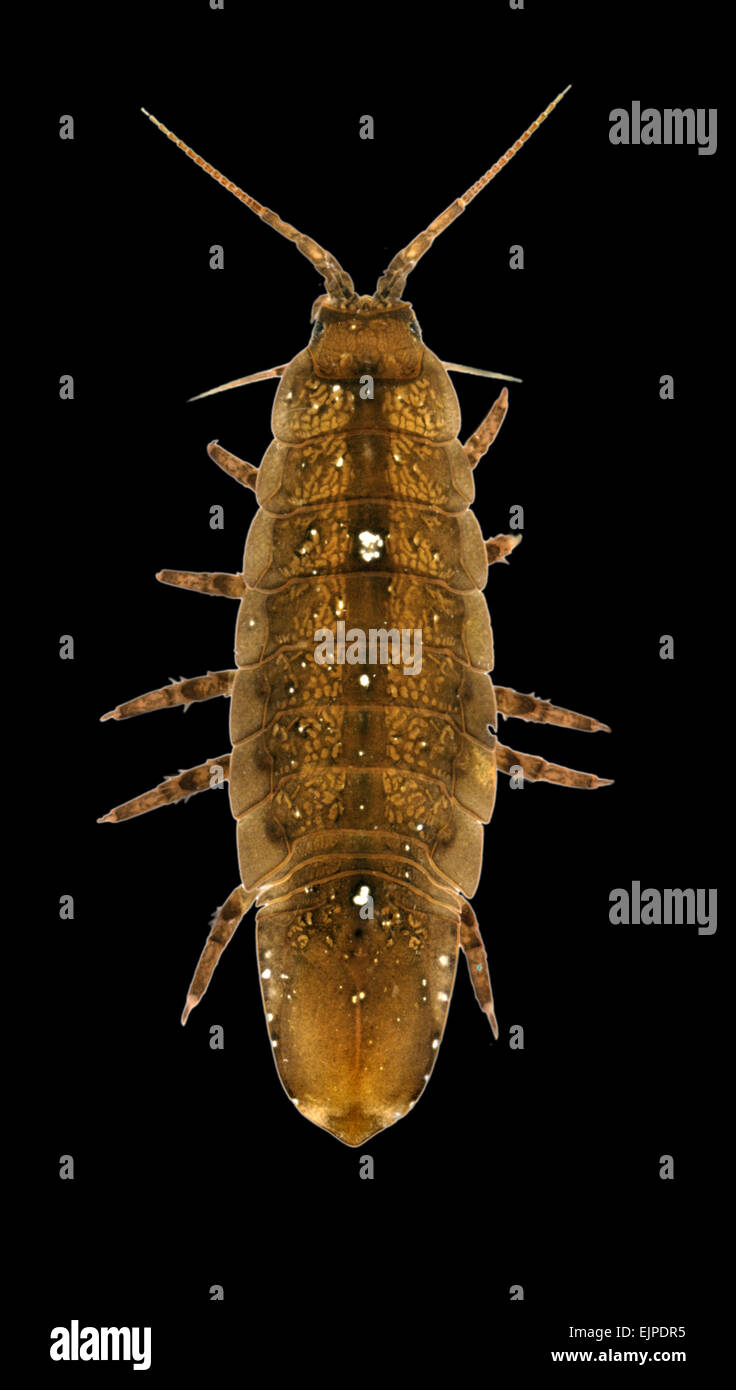 Idotea hi-res stock photography and images - Alamy