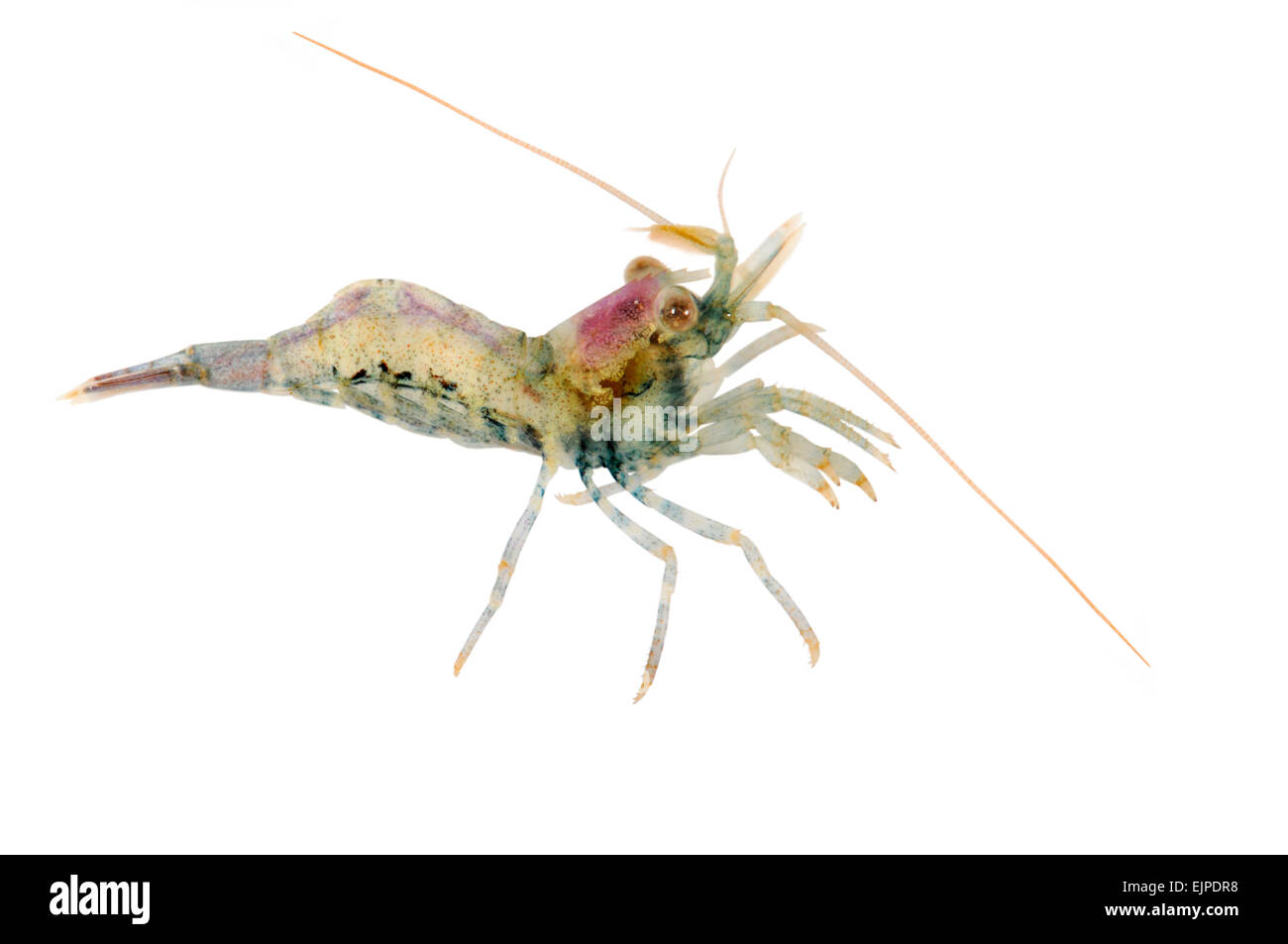 Shrimp eualus hi-res stock photography and images - Alamy