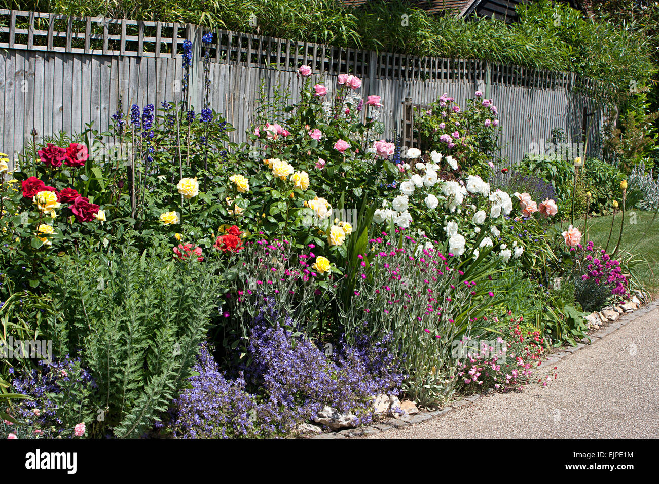 Roses in a flowerbed next to a driveway Stock Photo - Alamy