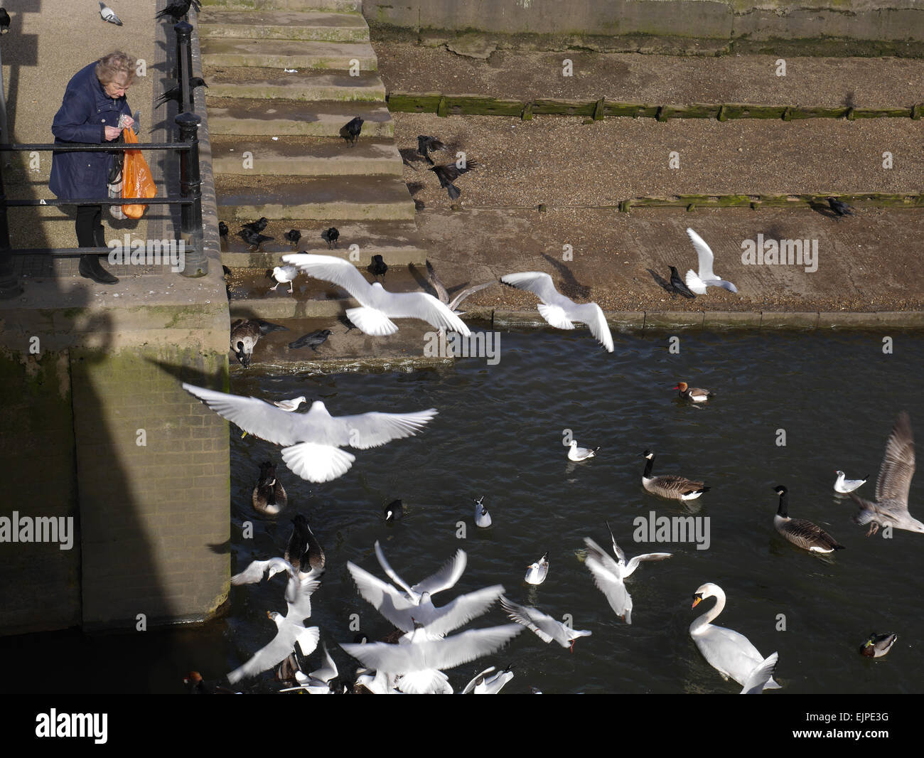 Old lady feeding birds on River Thames Stock Photo - Alamy