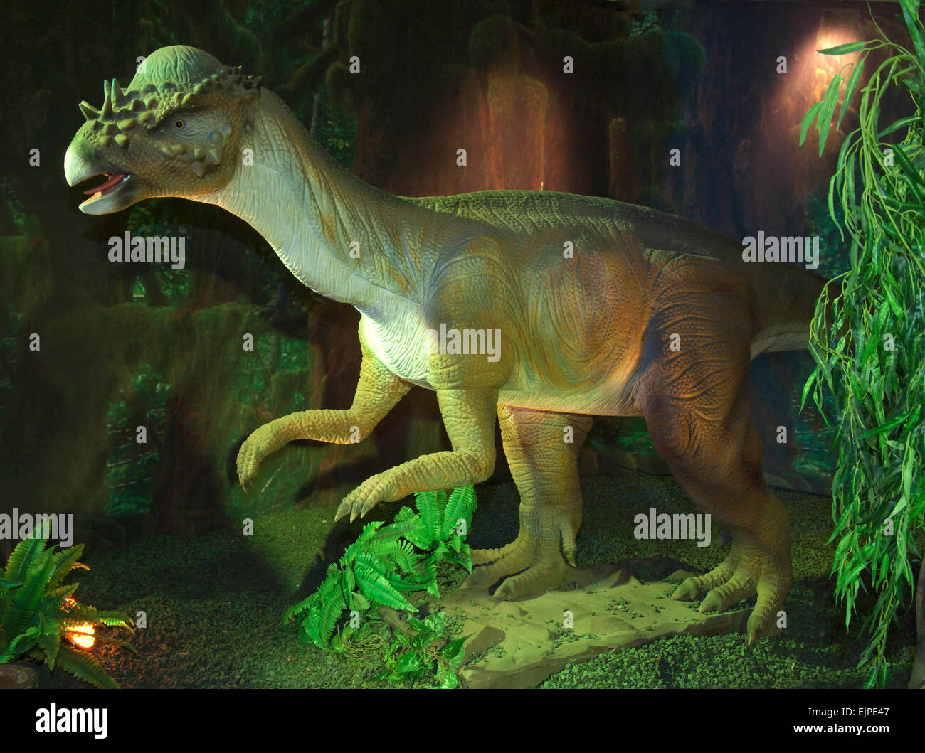 Pachycephalosaurus Primordiale Del Nuovo Mondo