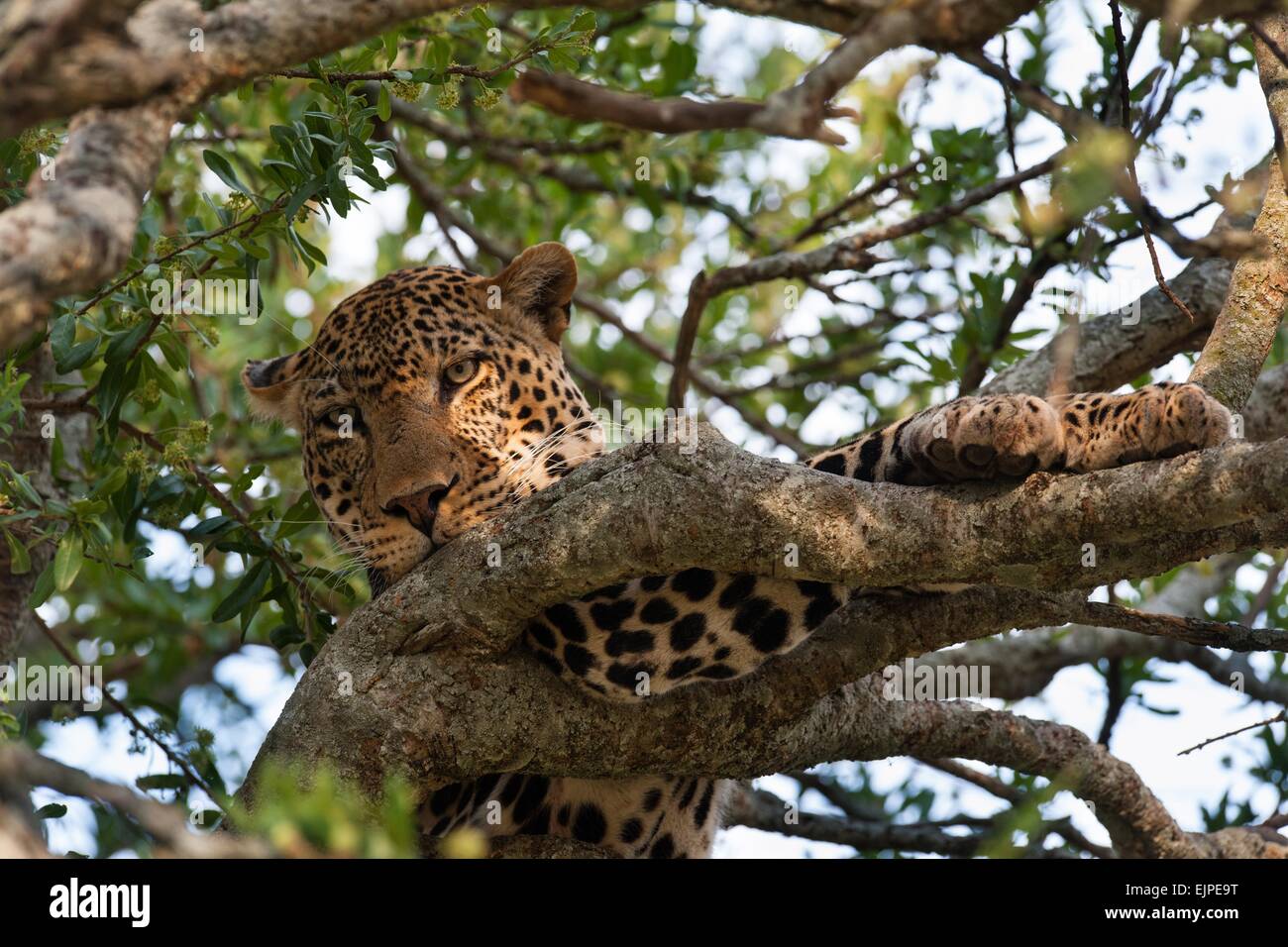 Leopard safari africa hi-res stock photography and images - Alamy