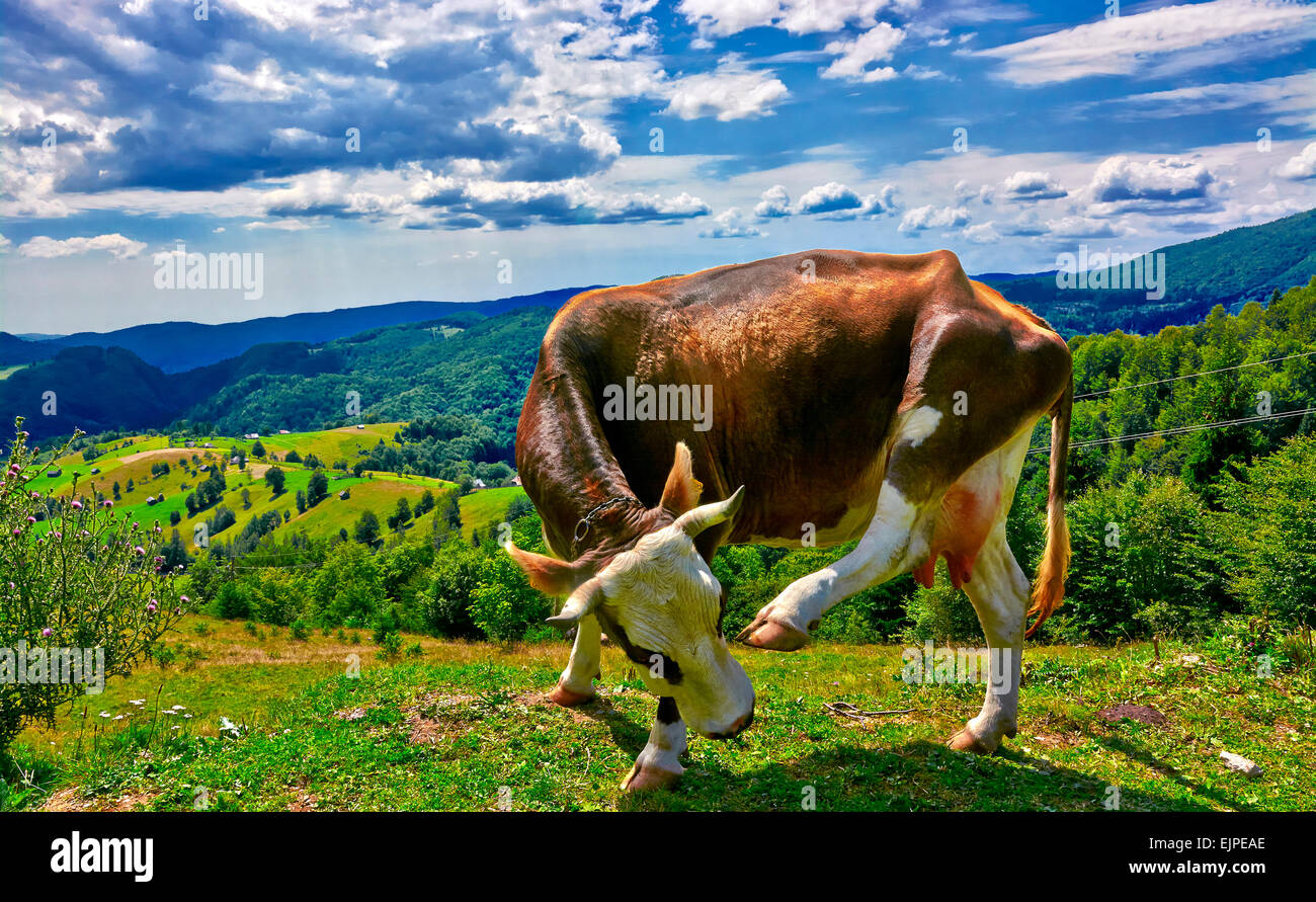 Cow scratching hi-res stock photography and images - Alamy