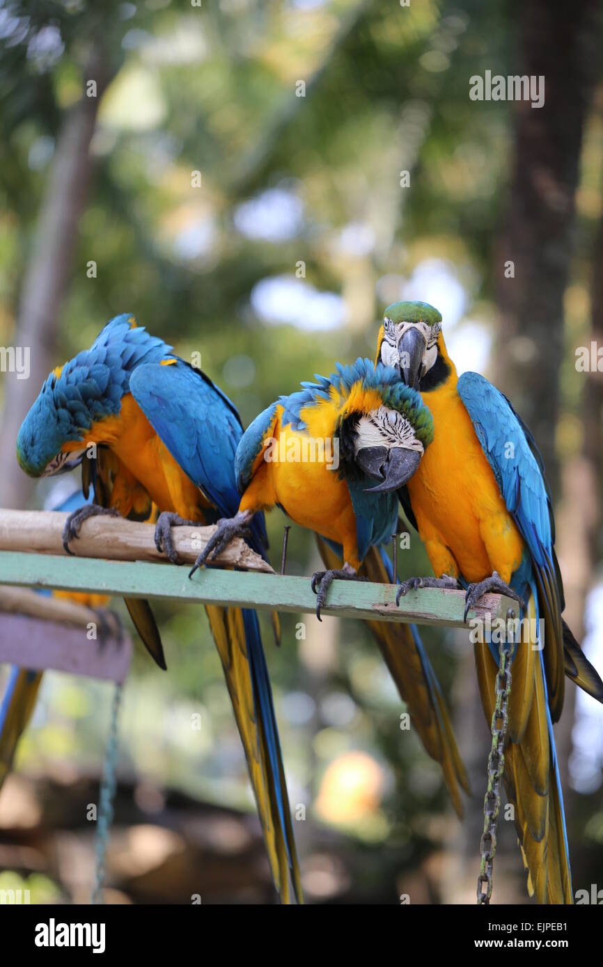 Beautiful big parrot hi-res stock photography and images - Alamy