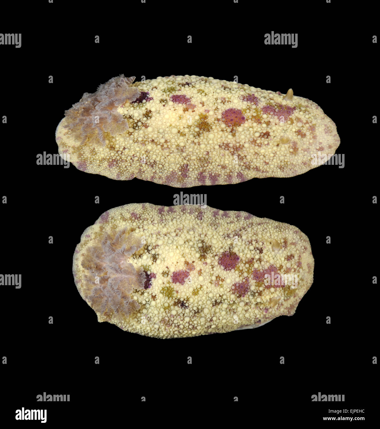 Sea Lemon - Archidoris pseudargus Stock Photo - Alamy