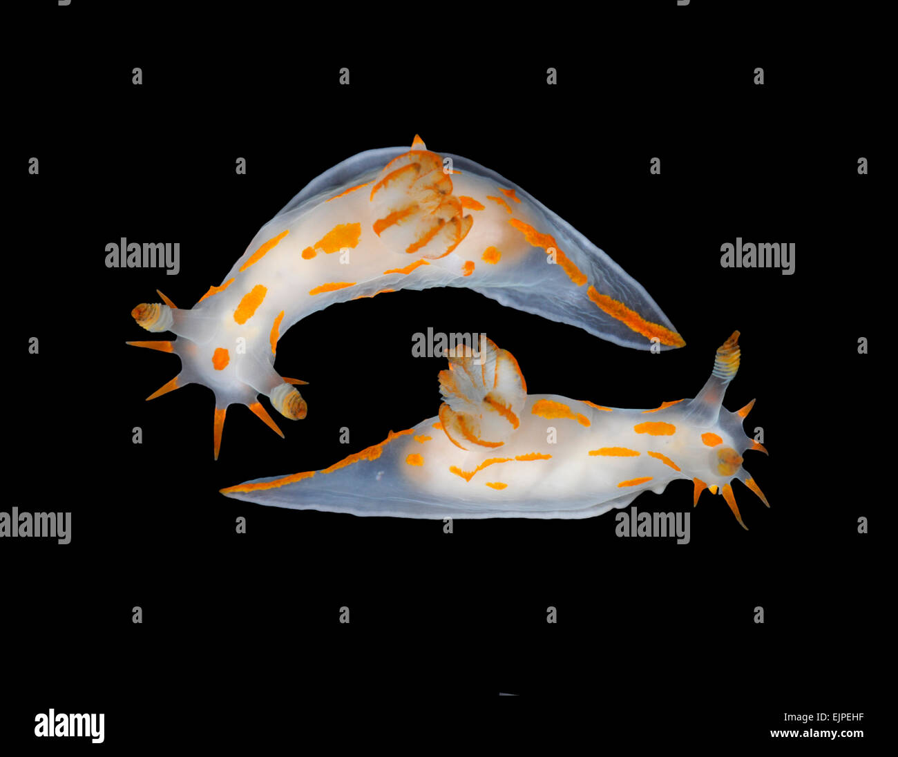 Polycera quadrilineata hi-res stock photography and images - Alamy