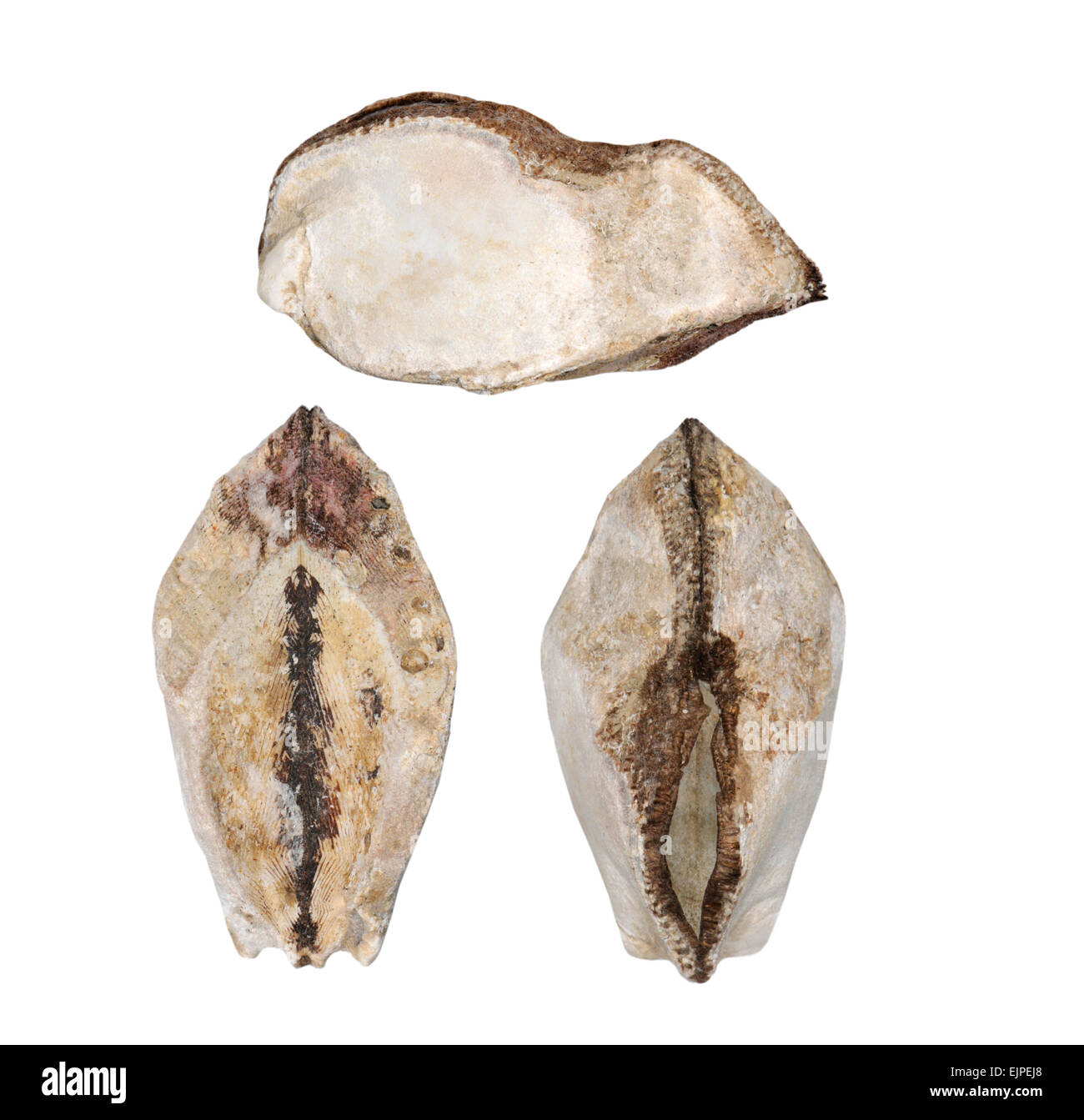 Ark Shell - Arca tetragona Stock Photo - Alamy