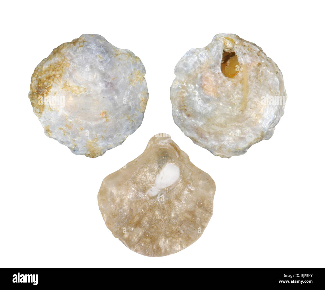 Heteranomia hi-res stock photography and images - Alamy