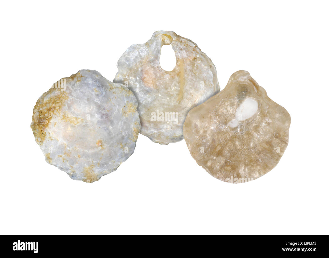 Heteranomia hi-res stock photography and images - Alamy