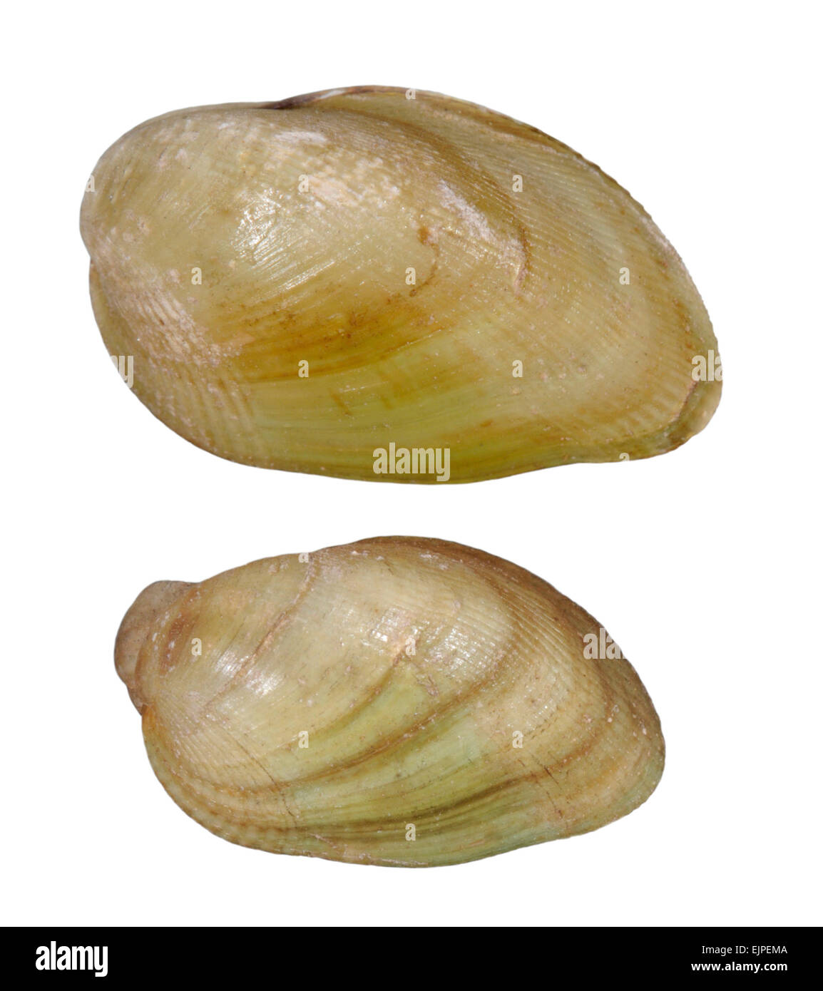 Marbled Crenella - Modiolarca tumida Stock Photo - Alamy