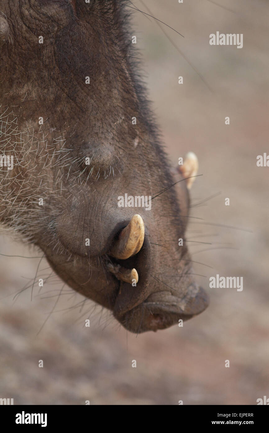 Warthog (Phacochoerus africanus). Side view of upper and lower jaws ...
