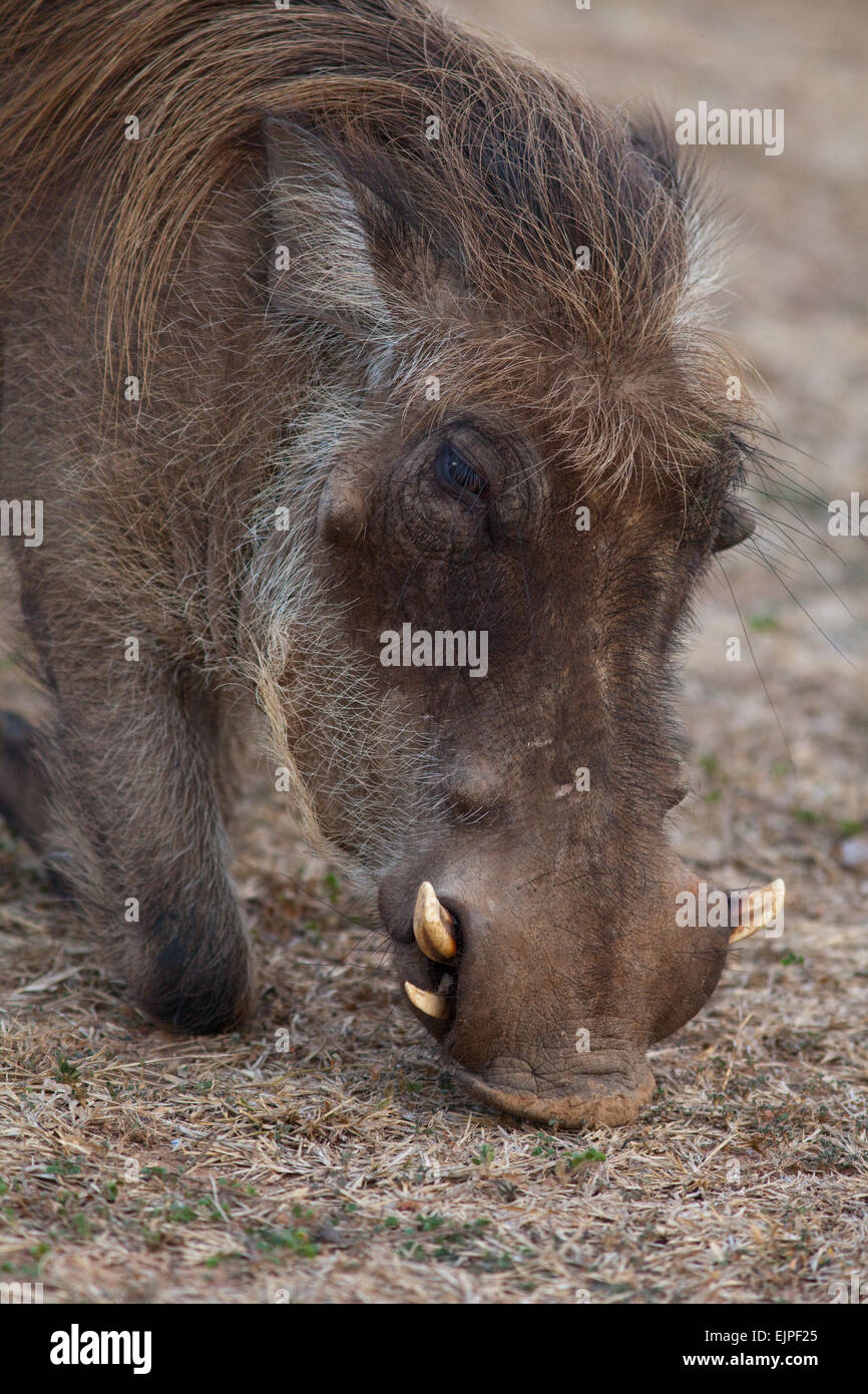 Warthog (Phacochoerus africanus). Feeding technique of head down ...